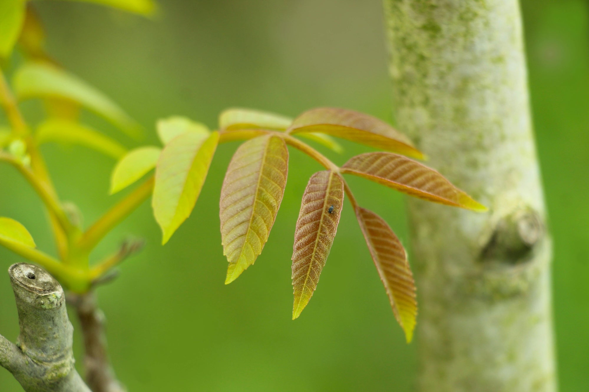 Walnut Tree Leaves: Uses, Benefits & Harvesting Guide – Sharpham Park ...